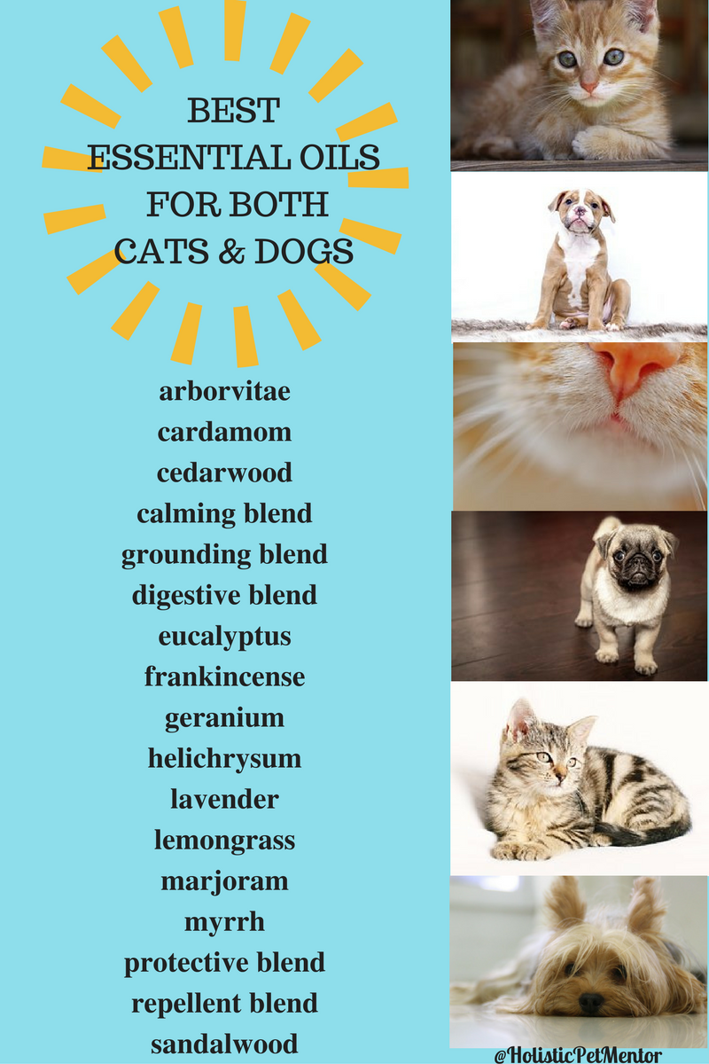 Essential Oils | Holistic Pet Mentor
